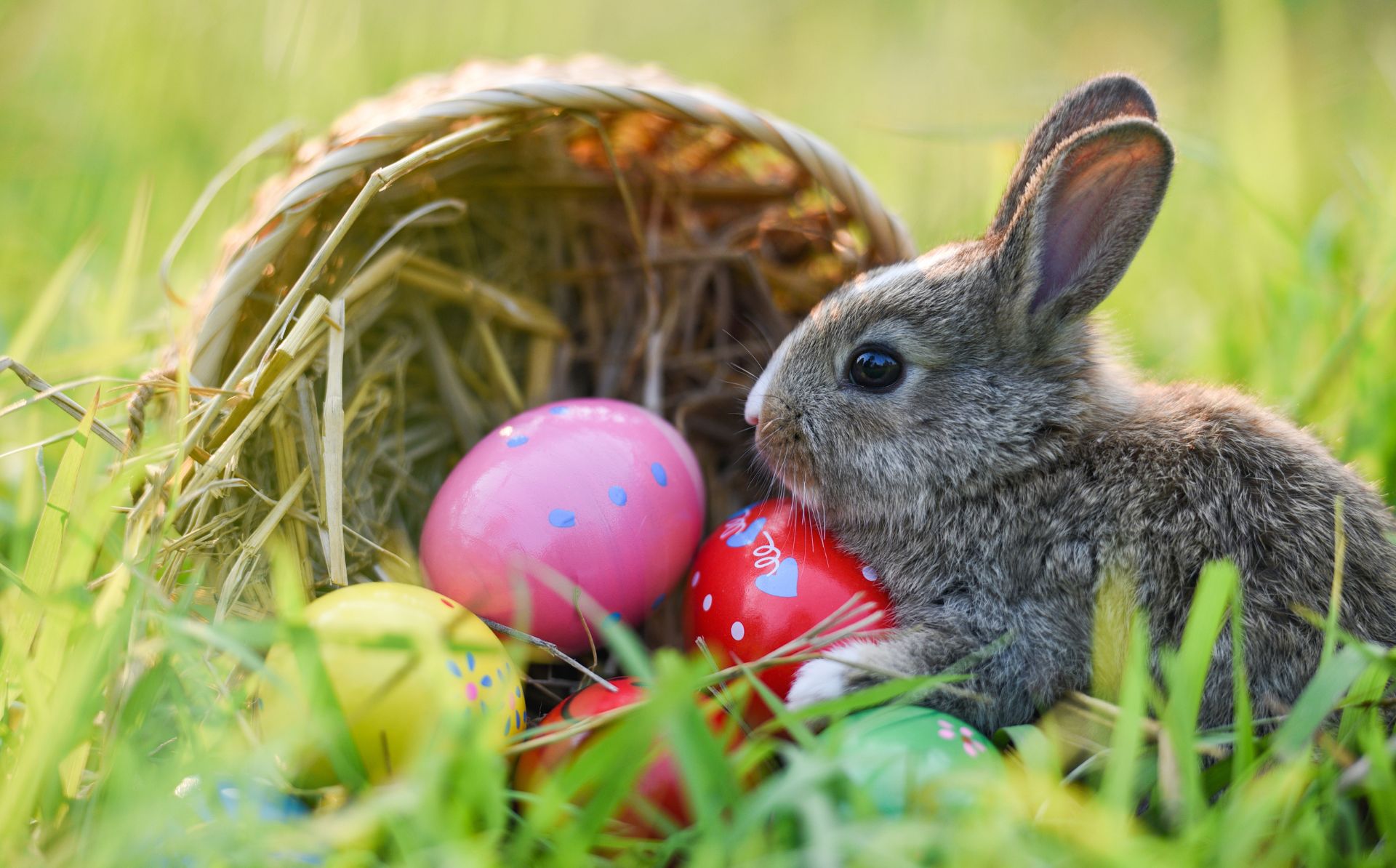 El origen del Conejo de Pascua: Una tradición arraigada en la Cultura ...
